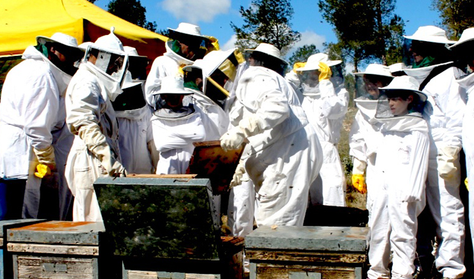 Les 10 curiositats sobre el món de la mel